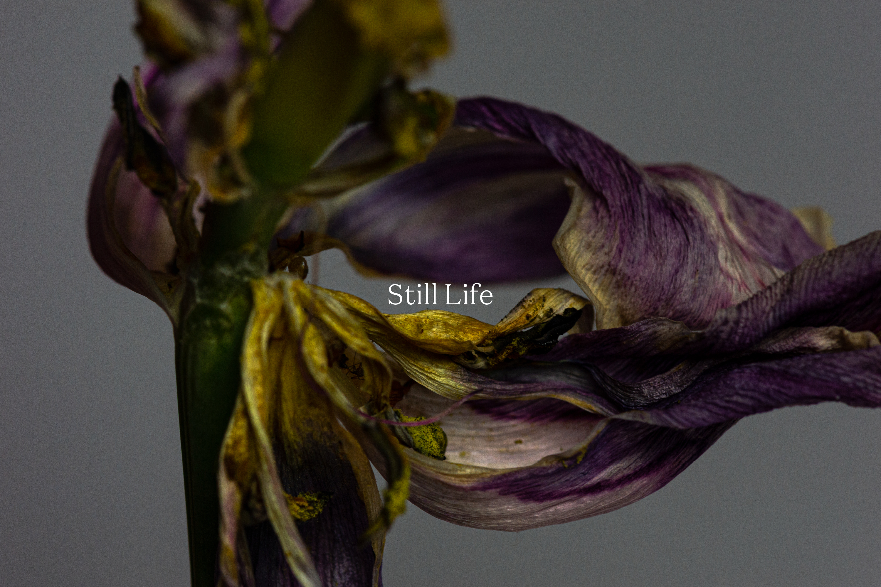 Still Life · Fonts in use · Klim Type Foundry